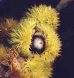 Chestnut Species Overview | The American Chestnut Foundation