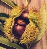 Chestnut Species Overview | The American Chestnut Foundation