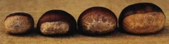 Chestnut Species Overview | The American Chestnut Foundation