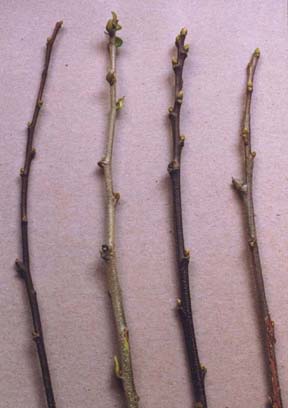 Chestnut Species Overview | The American Chestnut Foundation