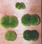 Chestnut Species Overview | The American Chestnut Foundation