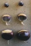 Chestnut Species Overview | The American Chestnut Foundation