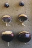 Chestnut Species Overview | The American Chestnut Foundation