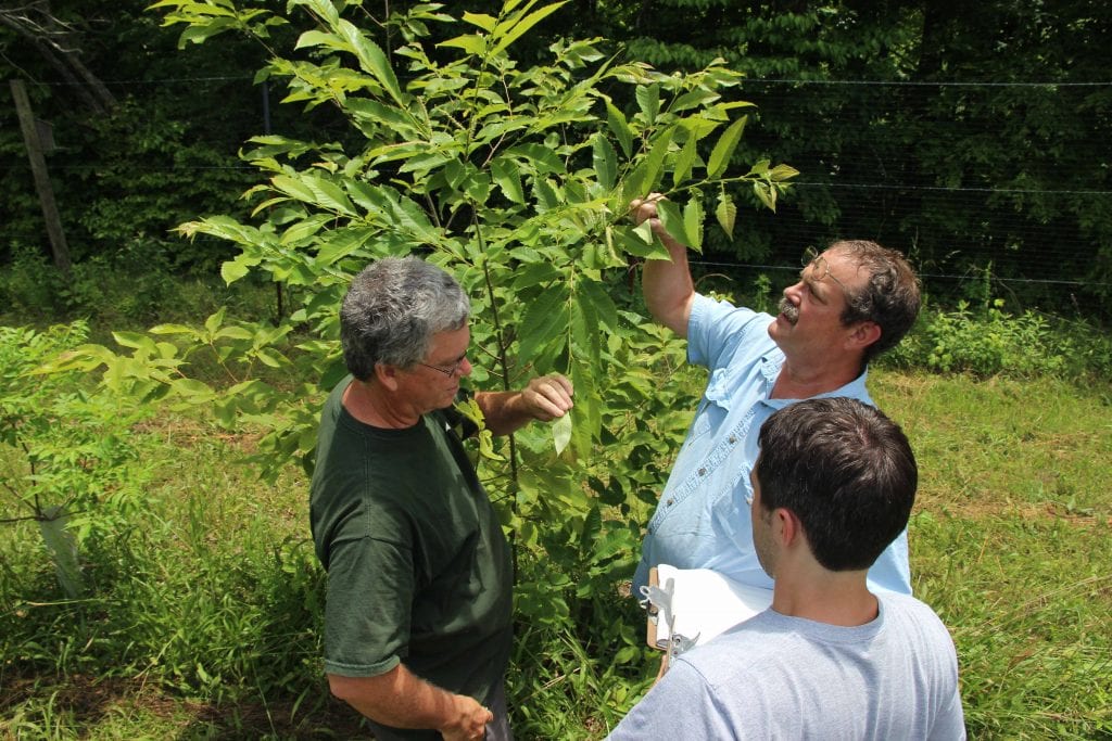 Evaluating Chestnuts in Greg’s Orchard for Blight Resistance and ...