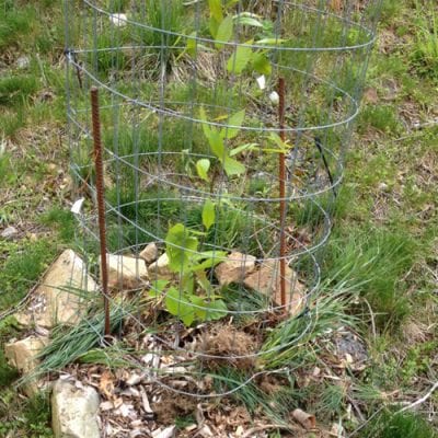 WEB-albert tree | The American Chestnut Foundation