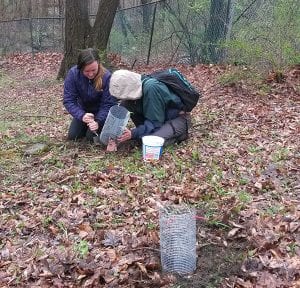 Green Chimneys | The American Chestnut Foundation