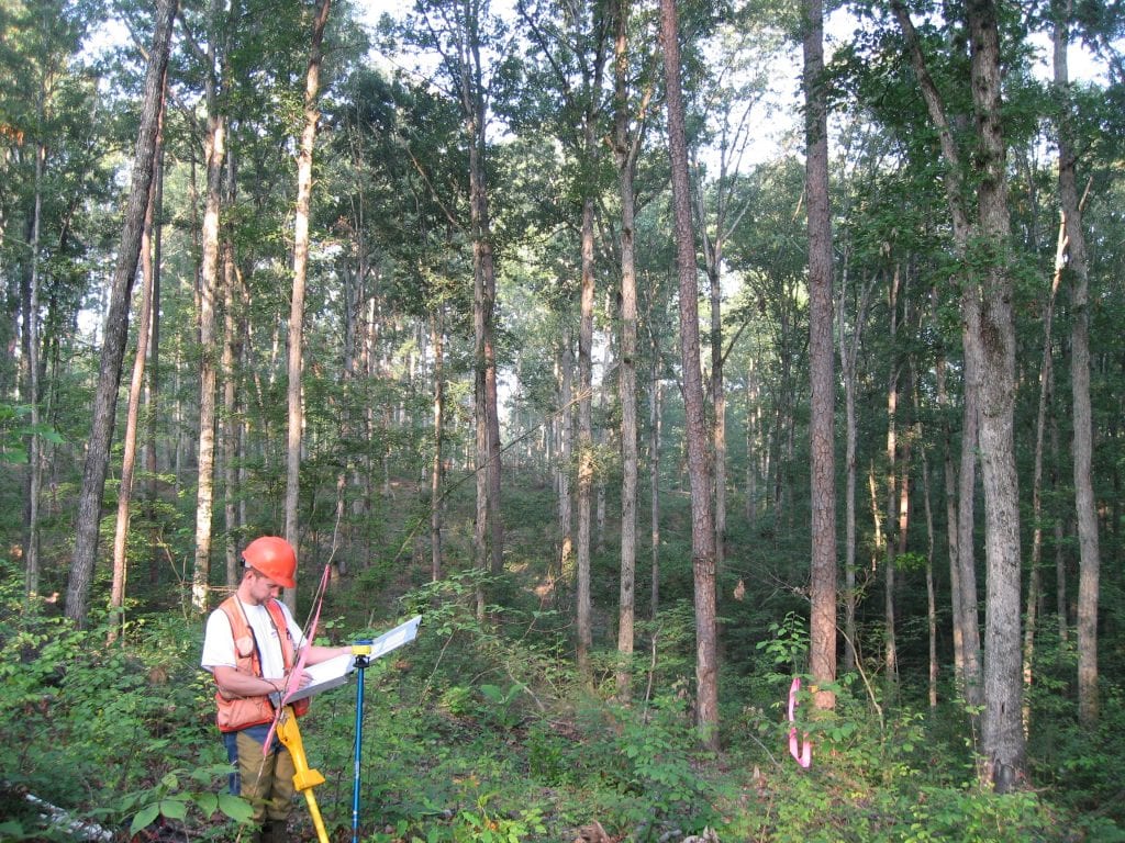 American Chestnuts in the Field – Out of the Nursery, Into the Wild ...