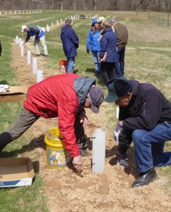 volunteers planting | The American Chestnut Foundation