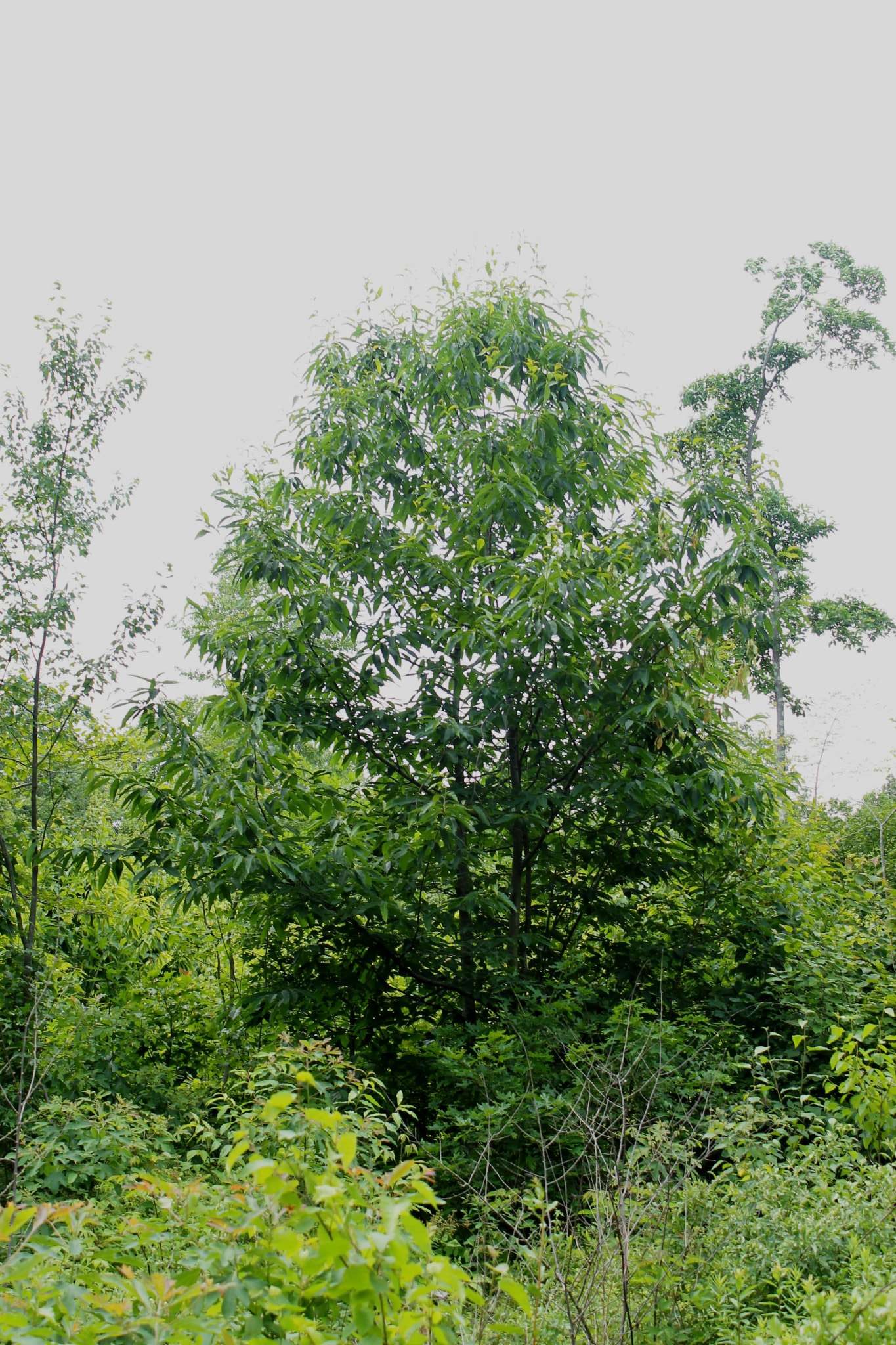 Chestnut Hike at Naugatuck State Forest | The American Chestnut Foundation