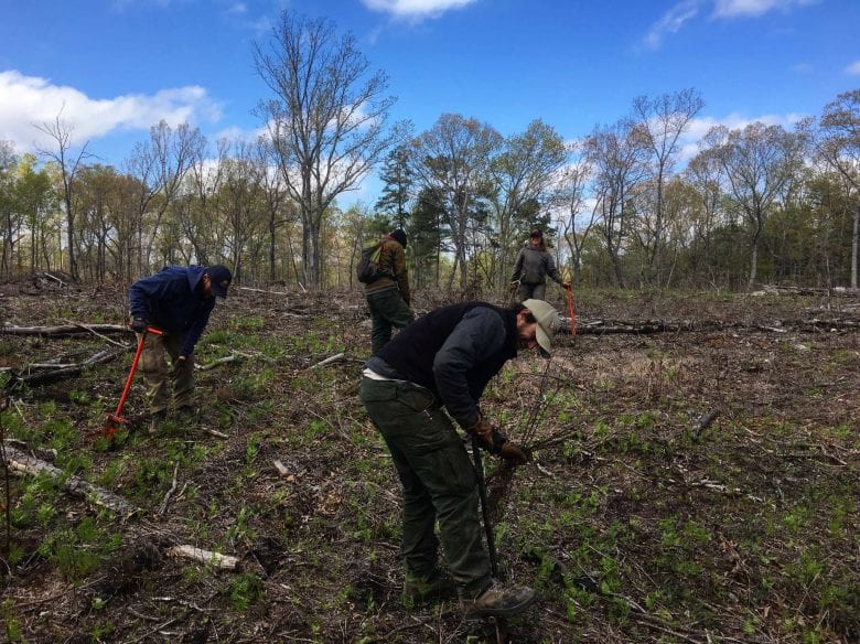 Dawson Forest American Chestnut Project | The American Chestnut Foundation