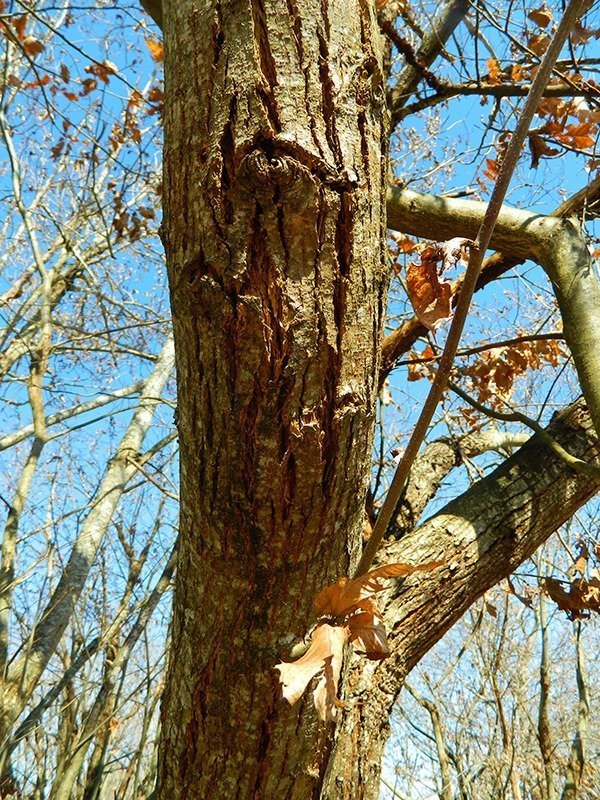 Blight | The American Chestnut Foundation