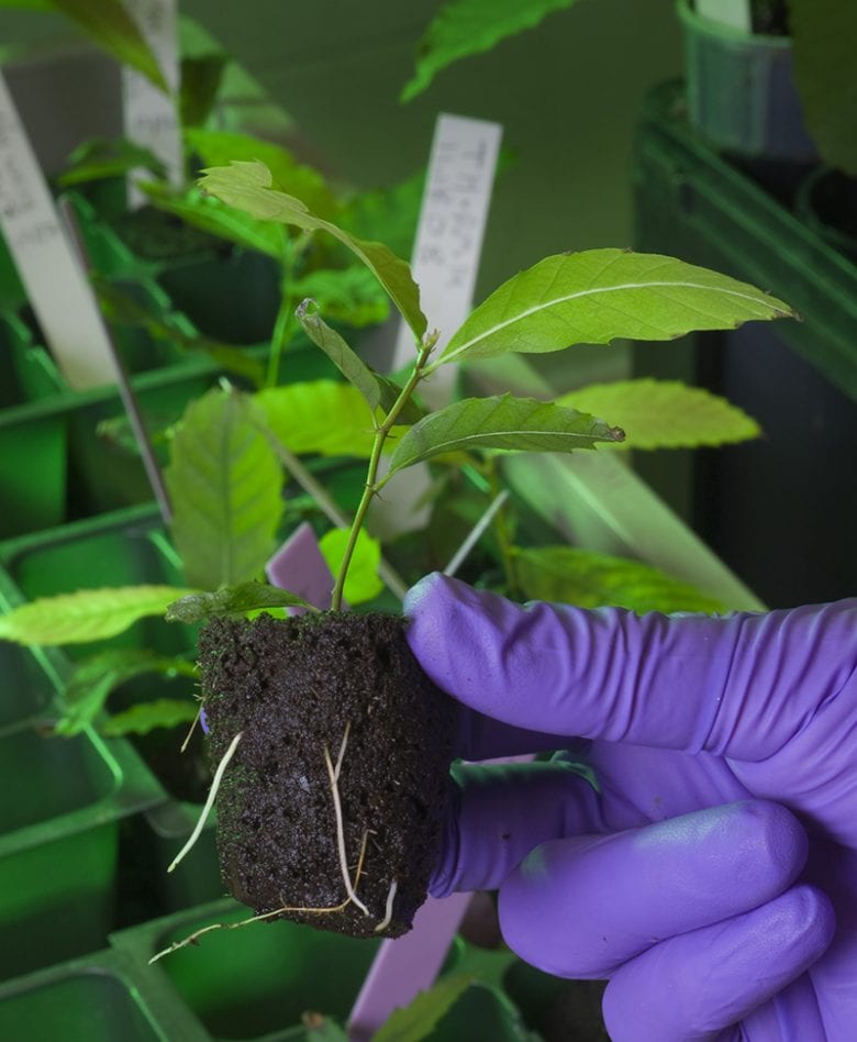 Science Strategies | The American Chestnut Foundation