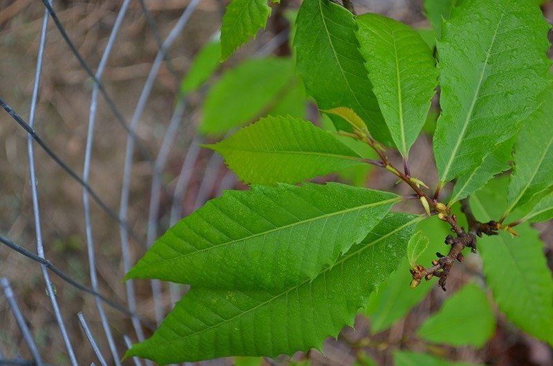 Seedling in cage | The American Chestnut Foundation