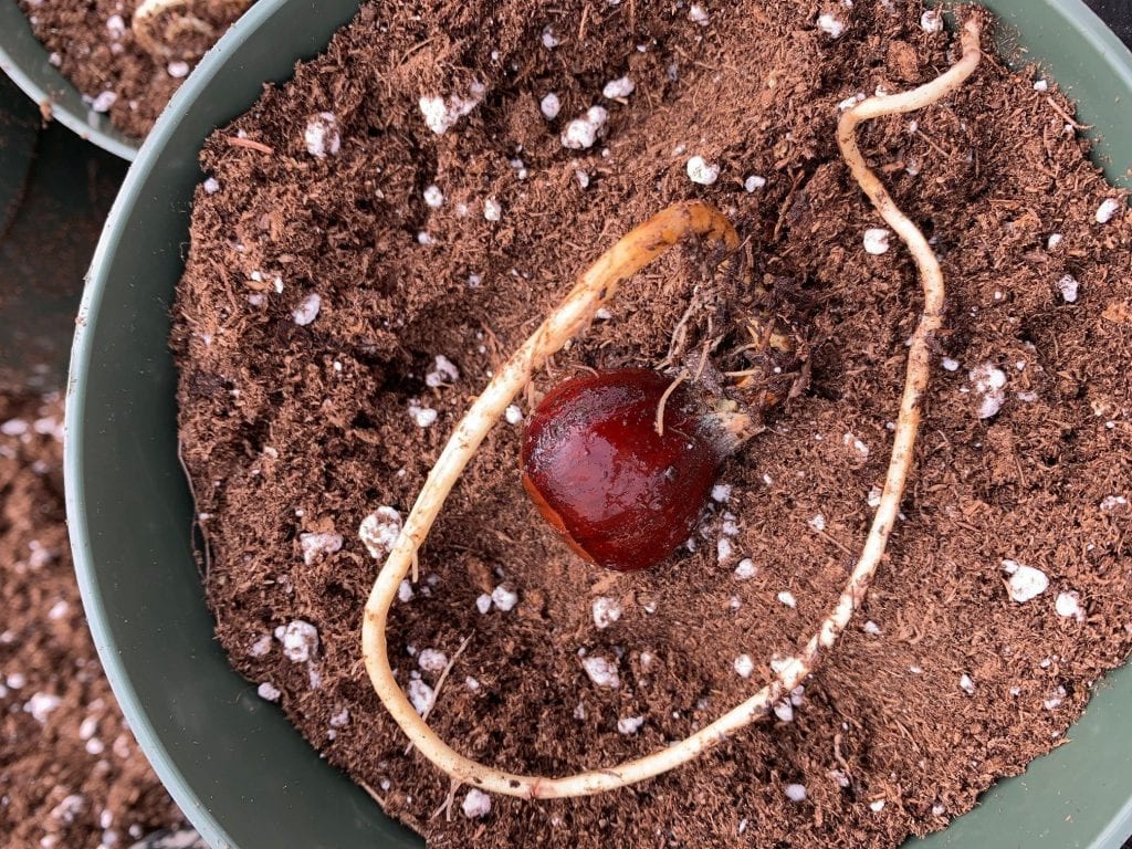 Chestnut seedlings in the West Virginia University greenhouse | The ...