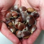 Growing Chestnuts | The American Chestnut Foundation