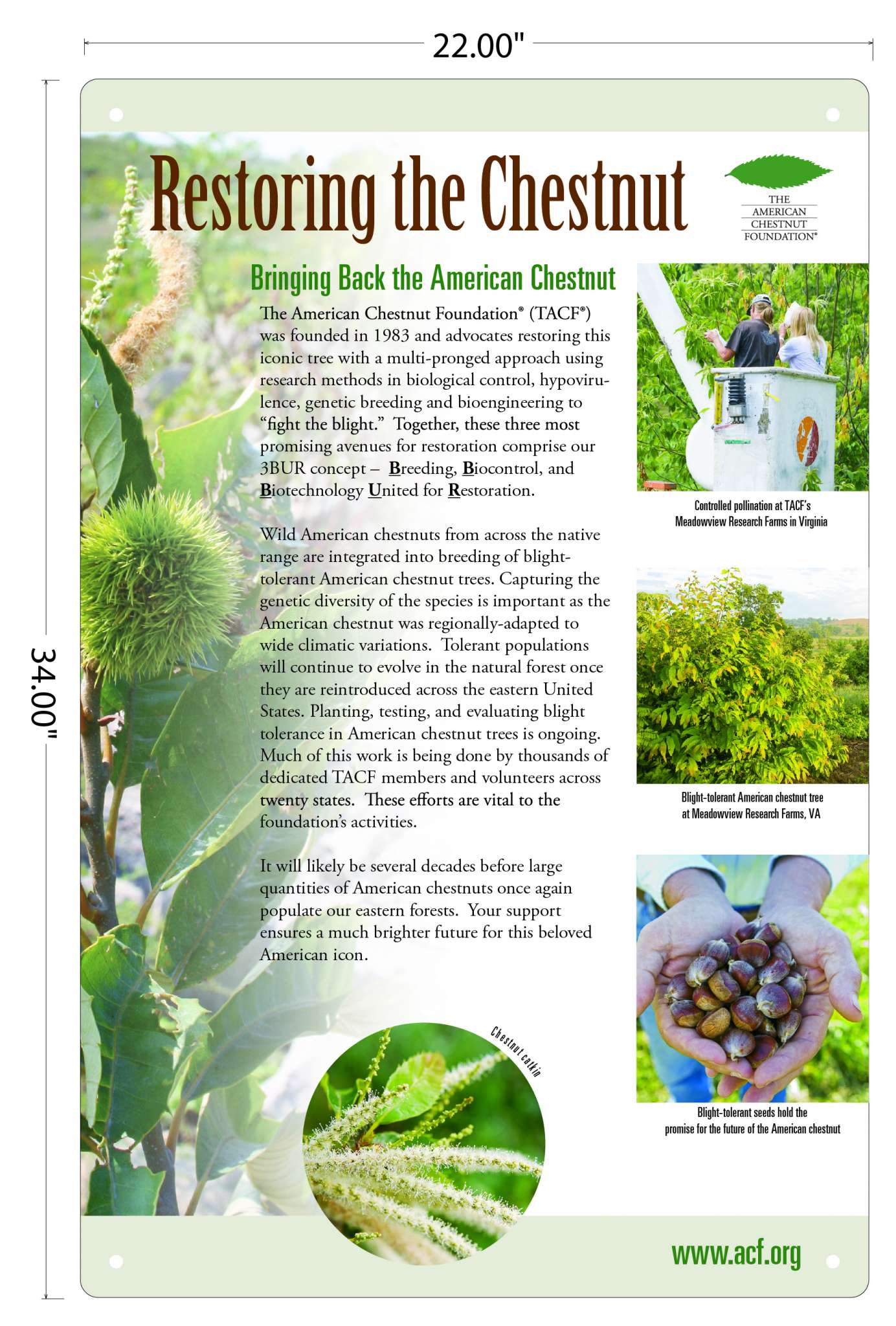 TACF Orchard Signs: 3P- Right Panel | The American Chestnut Foundation