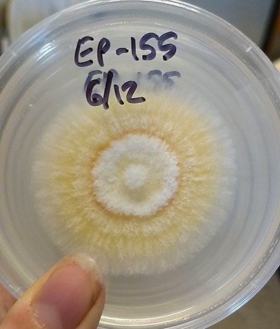 CC-plate of blight inoculum | The American Chestnut Foundation