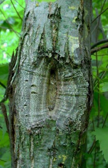 JWWBioC1 | The American Chestnut Foundation