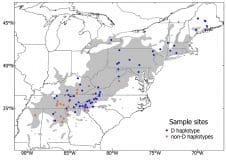American Chestnut Restoration | The American Chestnut Foundation
