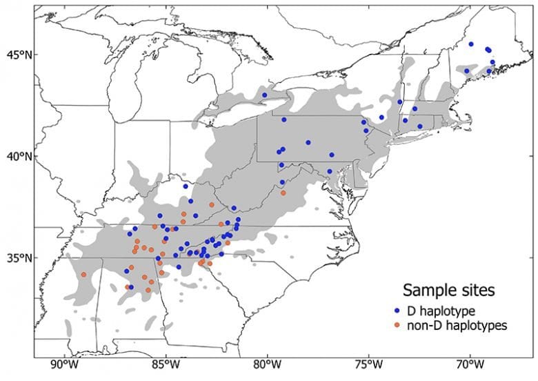 Restoration | The American Chestnut Foundation