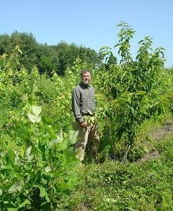 American Chestnut Restoration | The American Chestnut Foundation