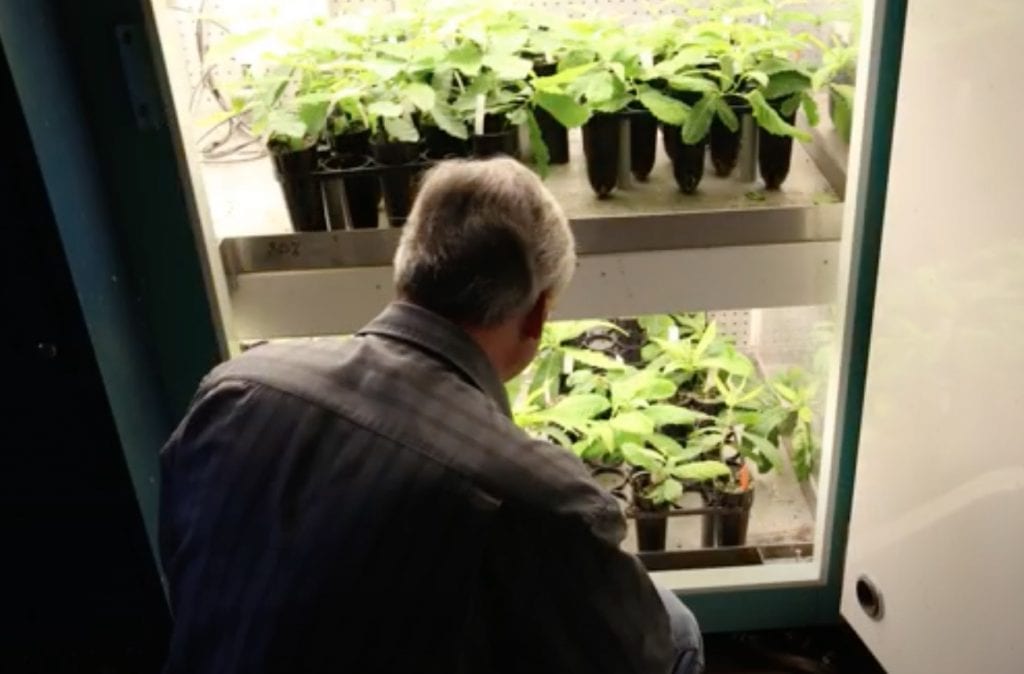 Chestnut Chat | The American Chestnut Foundation