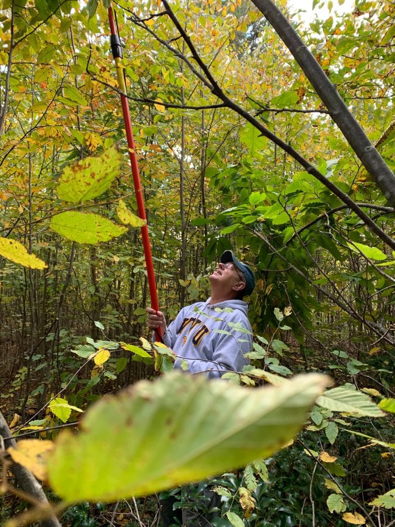 Chestnut Chat | The American Chestnut Foundation