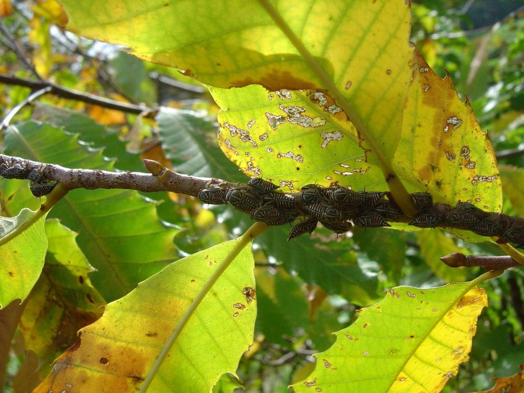 Chestnut Chat | The American Chestnut Foundation