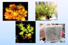 Chestnut Chat | The American Chestnut Foundation