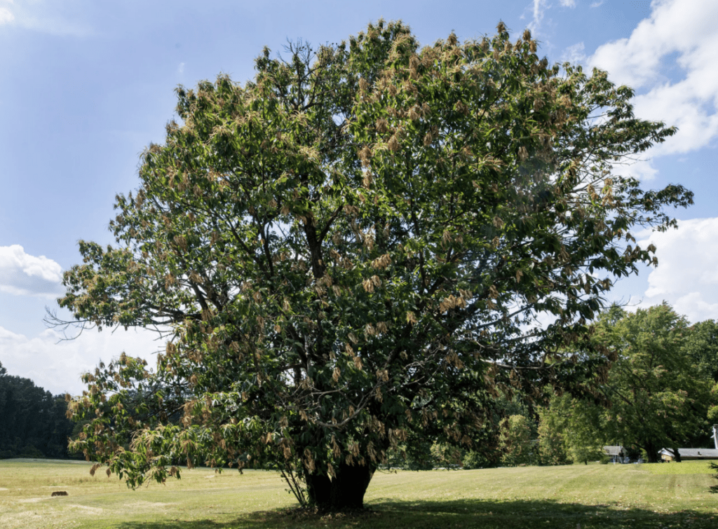 Photos: Saving the American Chestnut, Hemlock and Ash Trees | The ...