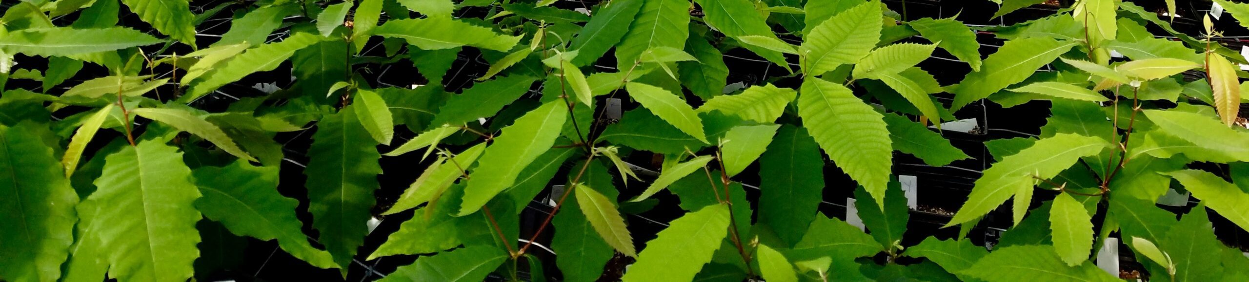 Thank You | The American Chestnut Foundation