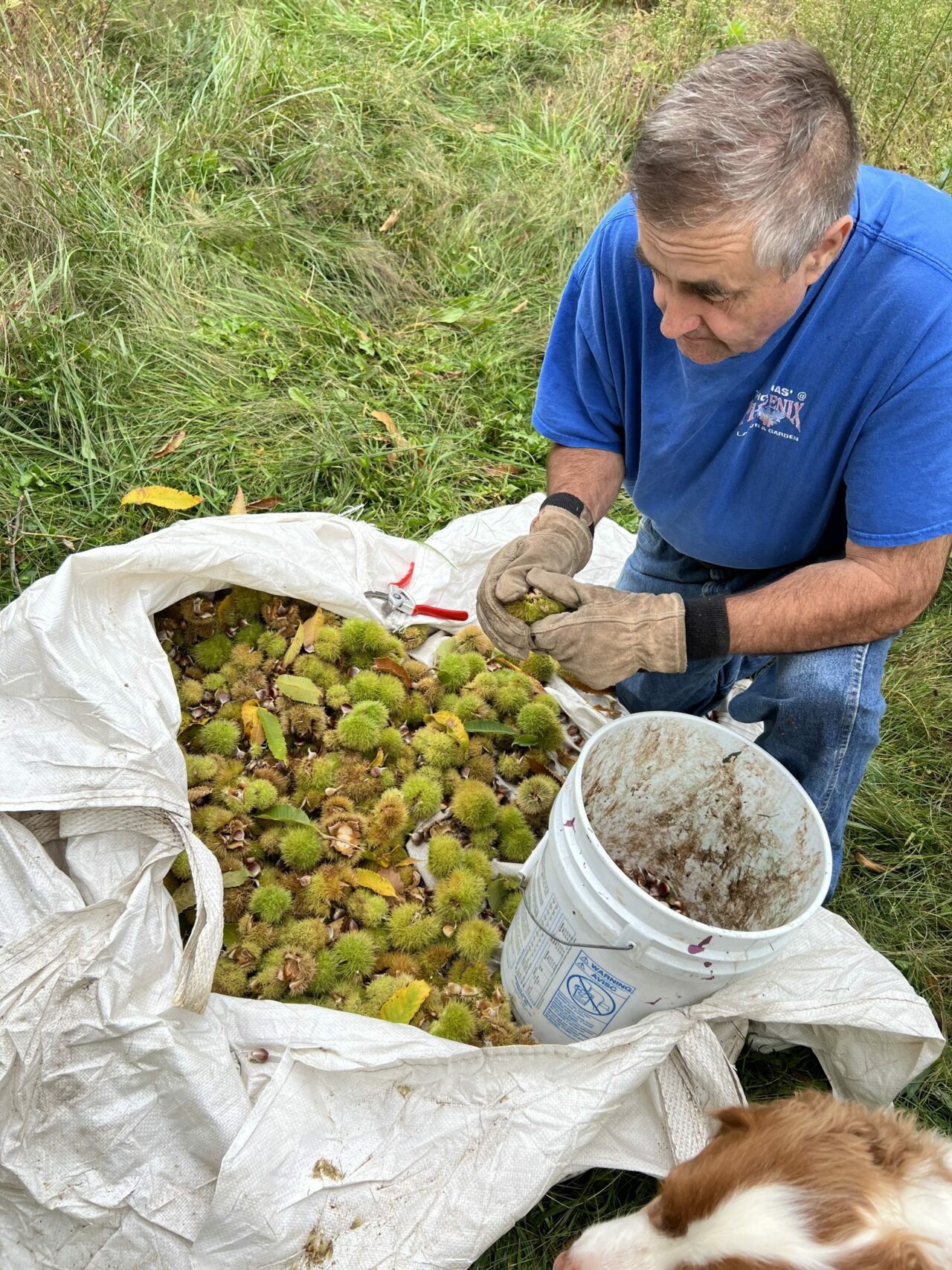 Pure American chestnut harvest at Duke orchard | The American Chestnut ...