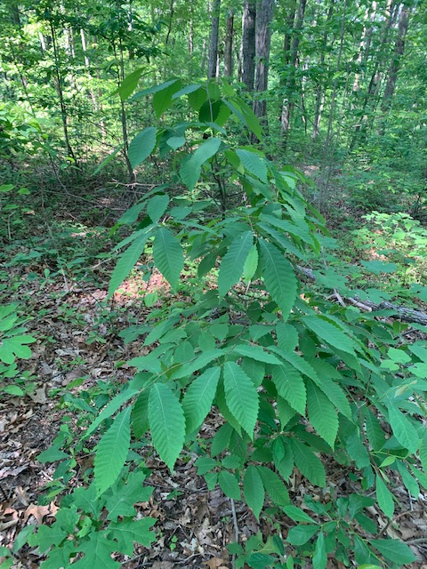 Wild American Chestnut Buck Creek Road Daniel Boone National Forest ...