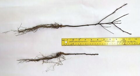 American Chestnut Seeds and Seedlings | The American Chestnut Foundation