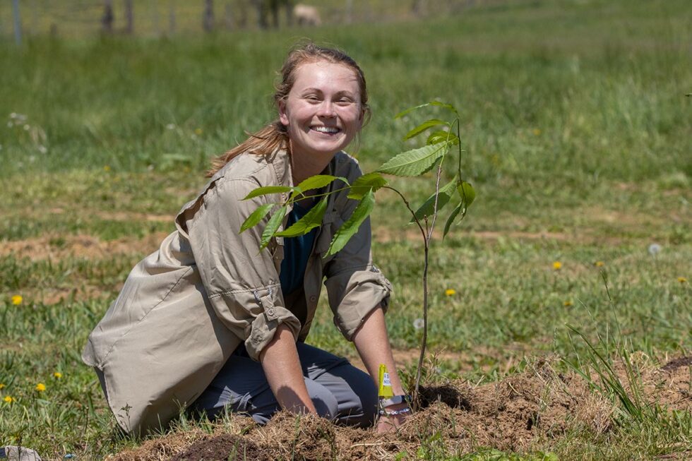 Growing Chestnuts | The American Chestnut Foundation