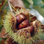 American Chestnut Seeds and Seedlings | The American Chestnut Foundation