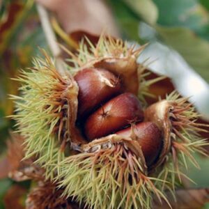 American Chestnut Seeds and Seedlings | The American Chestnut Foundation