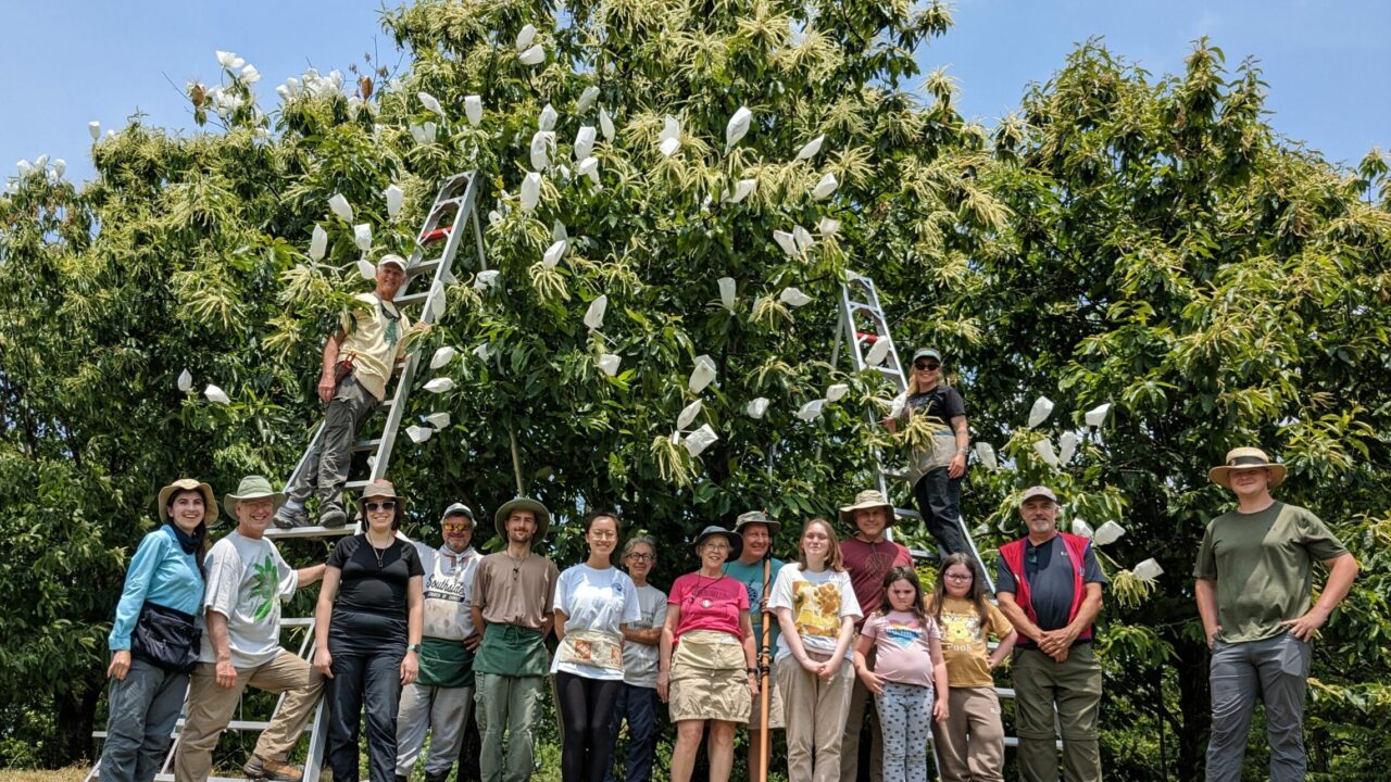 TN-TACF Middle Tennessee Pollination Workshop | The American Chestnut ...