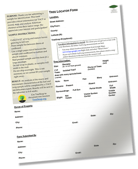 Send a Chestnut Tree Sample for Identification | The American Chestnut ...