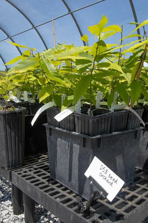 Chestnut Chat: Darling 58 Update | The American Chestnut Foundation