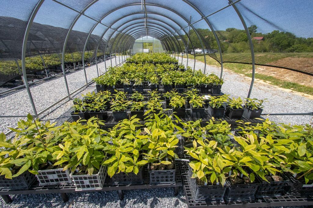 Chestnut Chat: Phytophthora cinnamomi and American chestnut | The ...