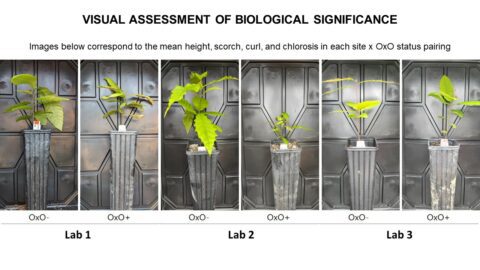 Darling 58 Performance | The American Chestnut Foundation