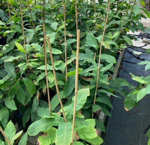 Darling 58 Performance | The American Chestnut Foundation