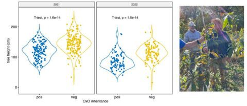 Darling 58 Performance | The American Chestnut Foundation