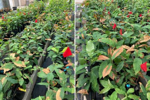 Darling 58 Performance | The American Chestnut Foundation