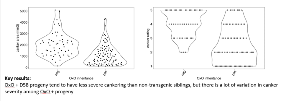 Darling 58 Performance | The American Chestnut Foundation