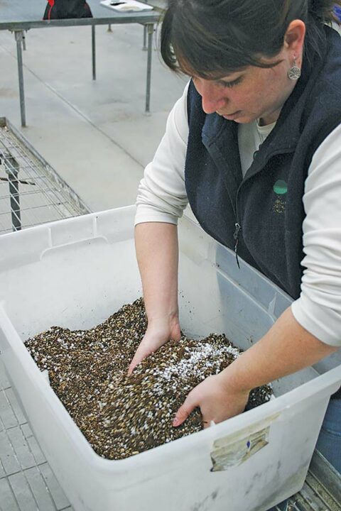 Growing Chestnuts | The American Chestnut Foundation