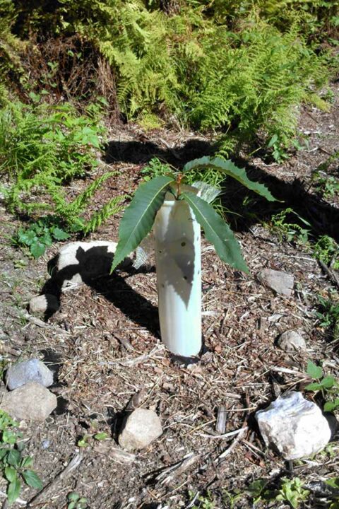 Growing Chestnuts | The American Chestnut Foundation