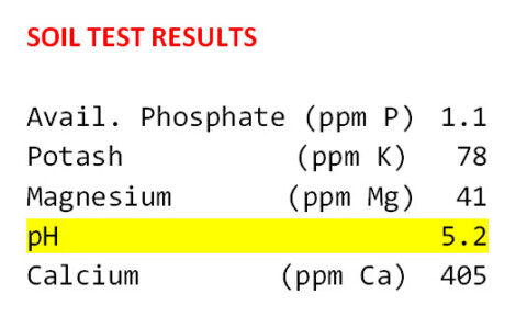 Growing Chestnuts | The American Chestnut Foundation