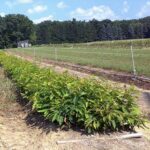 Growing Chestnuts | The American Chestnut Foundation